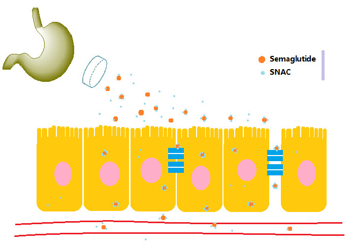 SNAC: A Stepping Stone to Oral Semaglutide